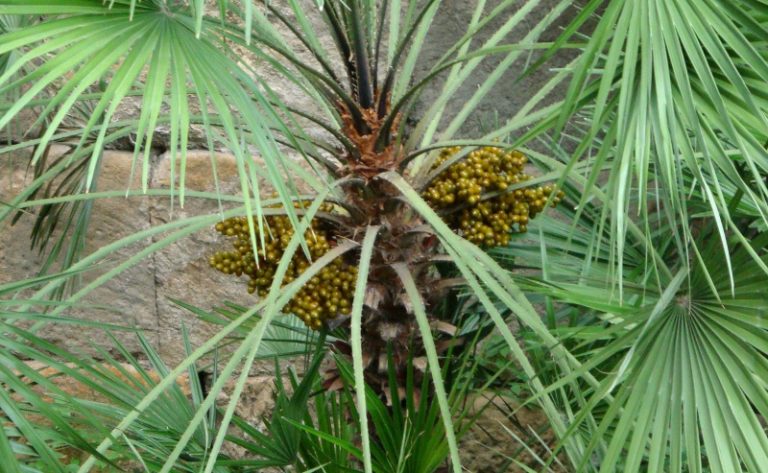 ManTFup Review 2025: Does This Testosterone Booster Really Work?